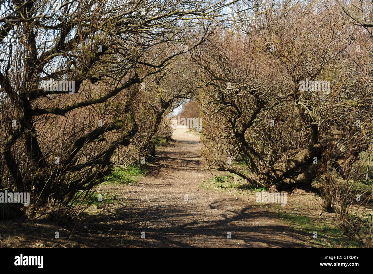 Tunnel through trees hi-res stock photography and images - Alamy