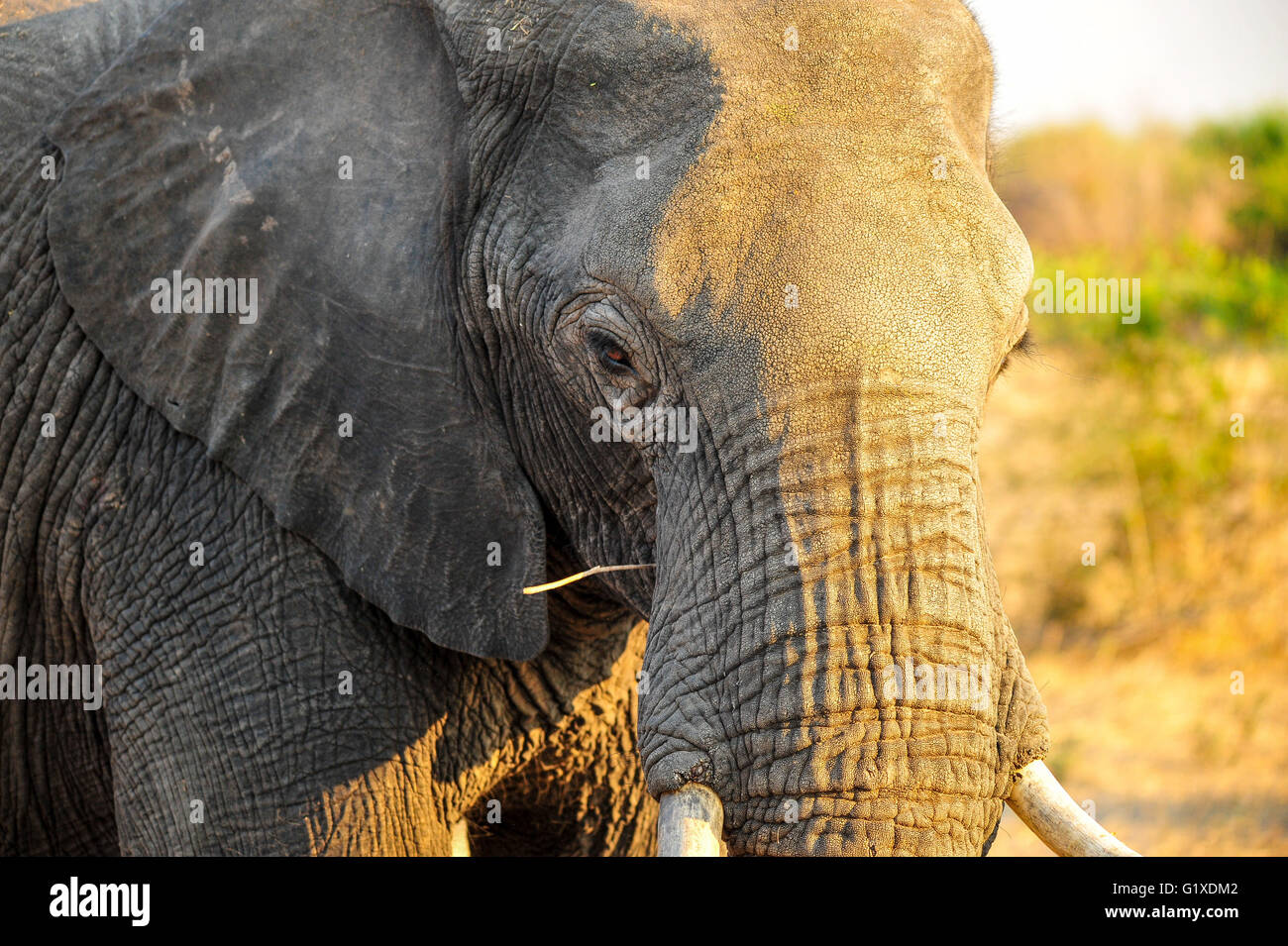 Elephant on the Plains of Africa Stock Photo - Alamy