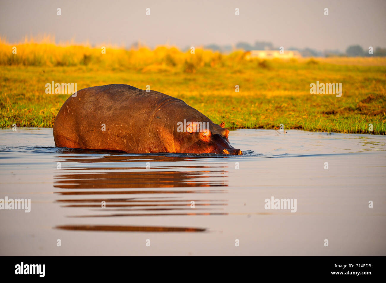 Hippo on the Plains of Africa Stock Photo - Alamy