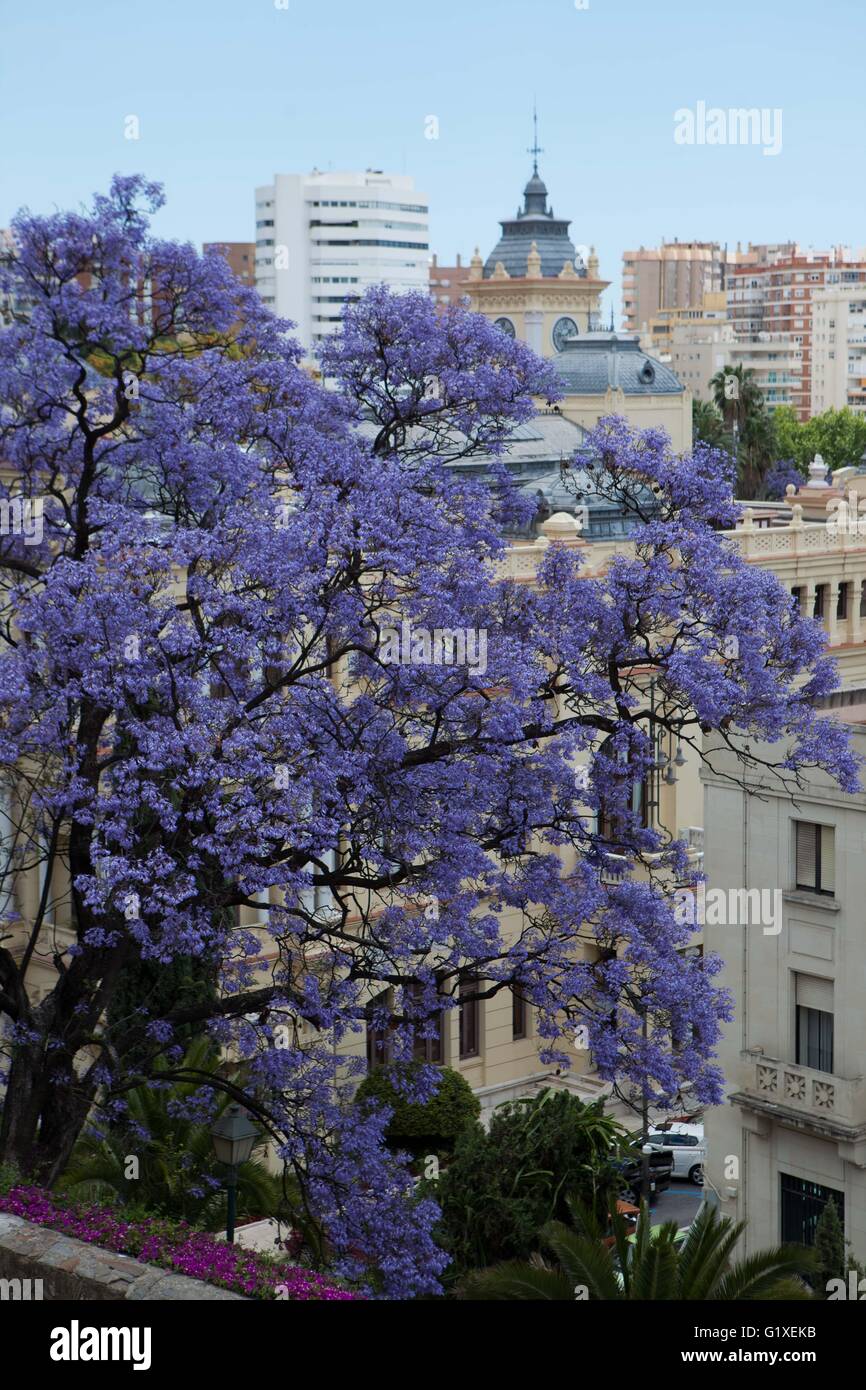 May in Malaga, Spain, Tourism, Jacaranda mimosifolia is a sub-tropical ...