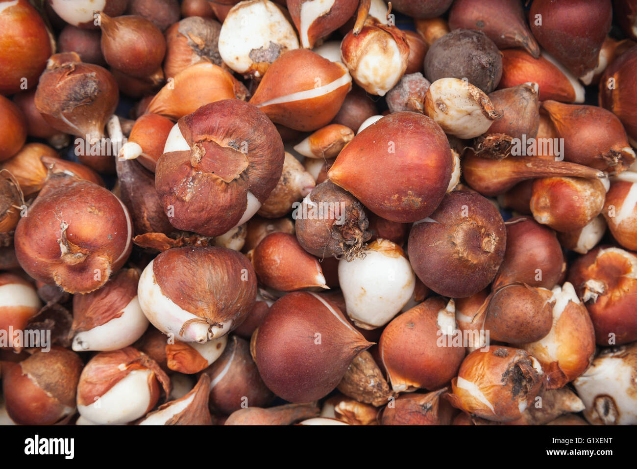 Closeup photo of brown tulip bulbs, background texture Stock Photo - Alamy