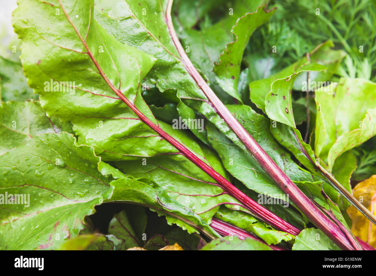 Beet leaves hi-res stock photography and images - Alamy