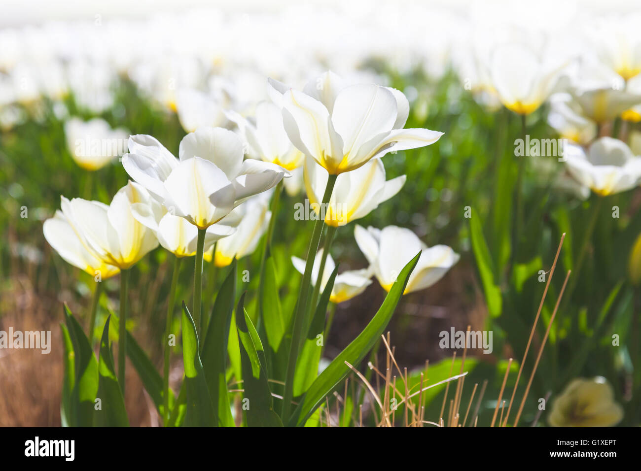 White tulip flowers under bright sunlight in spring garden. Closeup ...