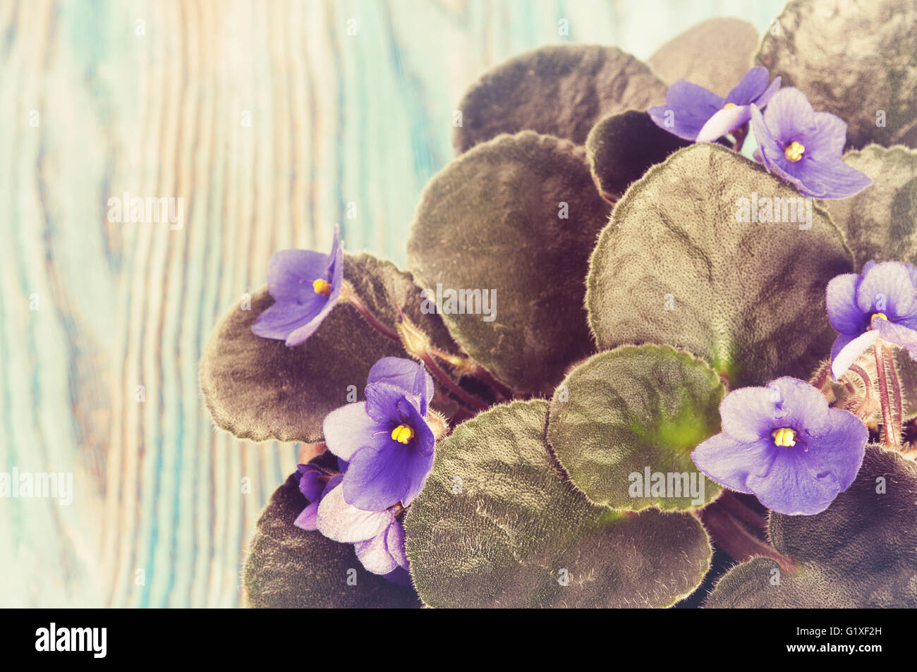 Vintage violet flower hi-res stock photography and images - Alamy