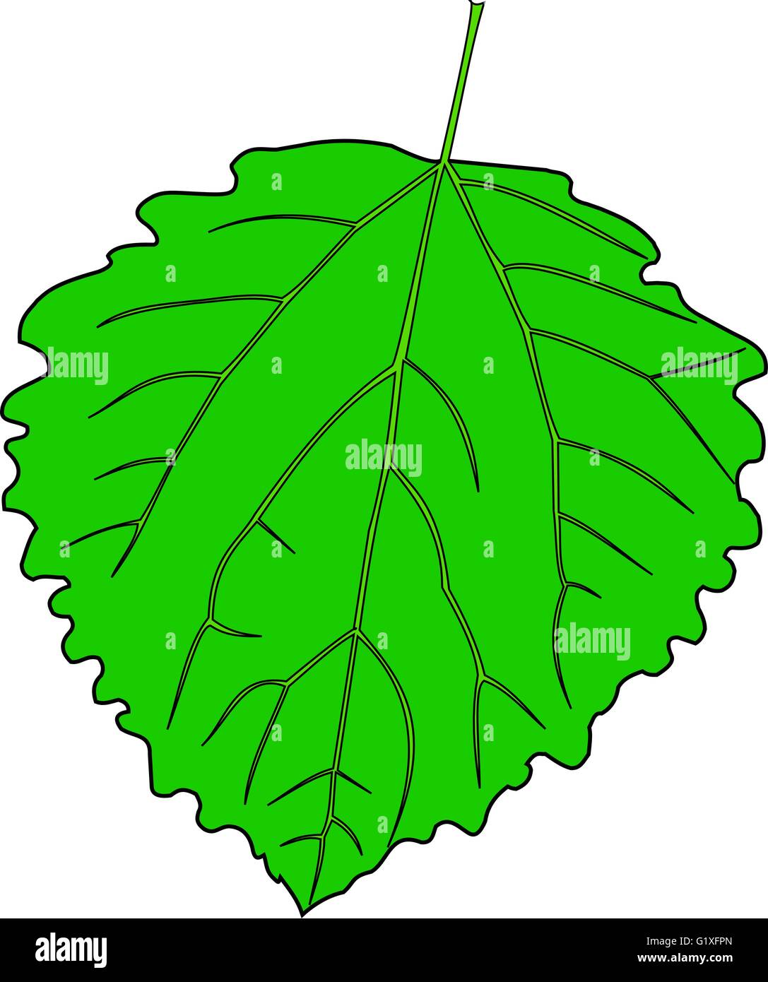 Populus tremula leaf Stock Vector Images - Alamy