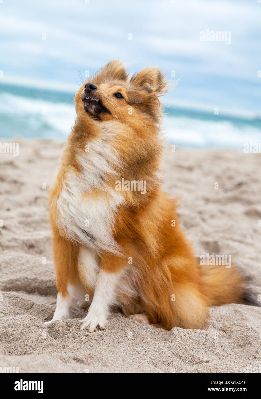 shetland sheepdog on the beach Stock Photo - Alamy