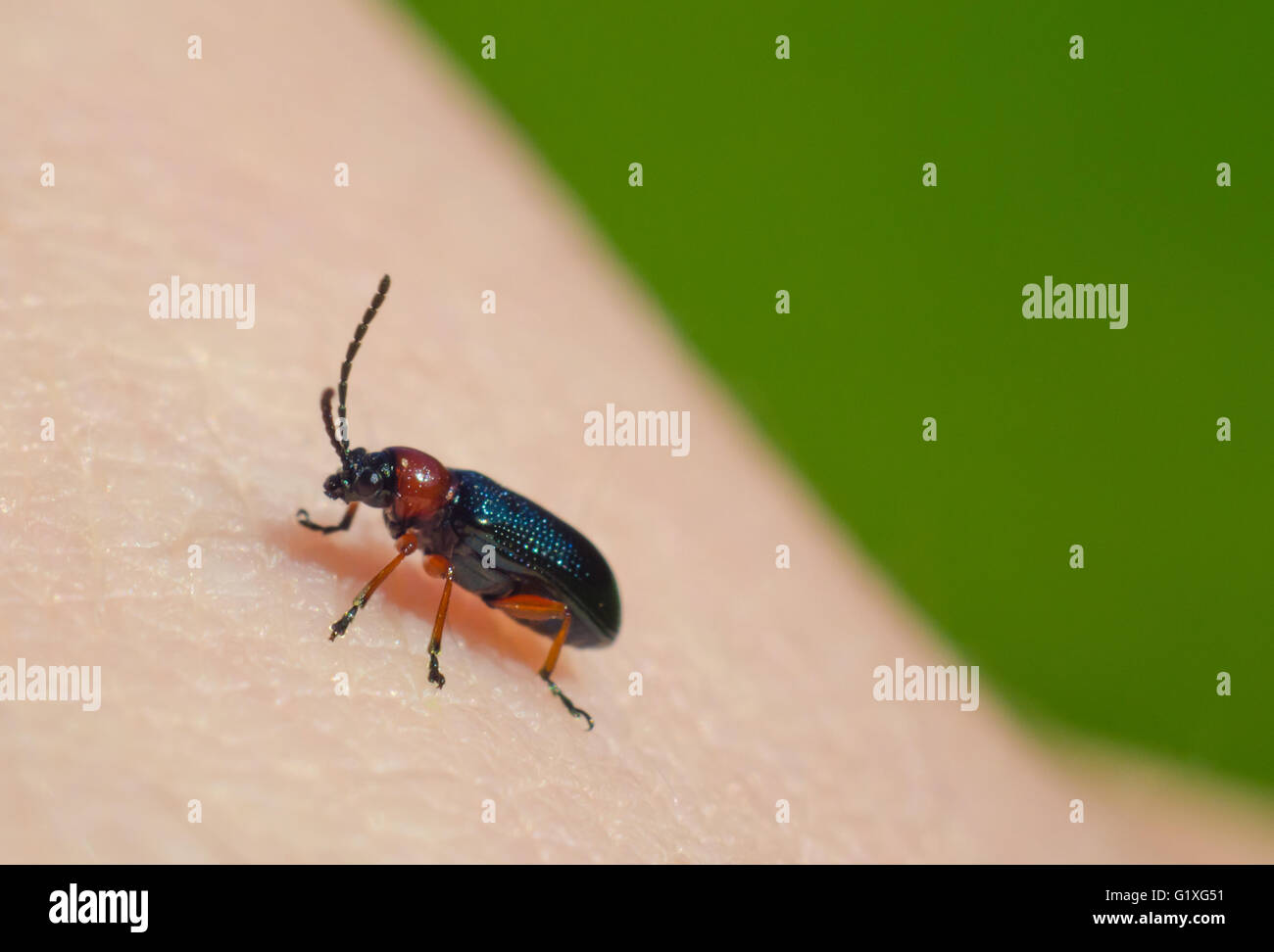 Red and black beetle hi-res stock photography and images - Alamy