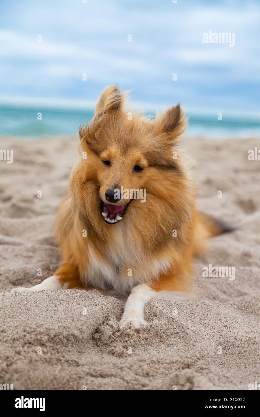 shetland sheepdog on the beach Stock Photo - Alamy