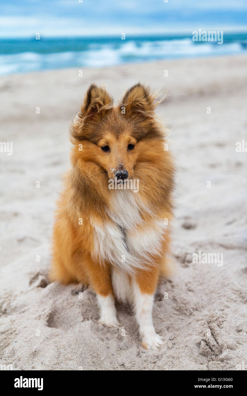 shetland sheepdog on the beach Stock Photo - Alamy