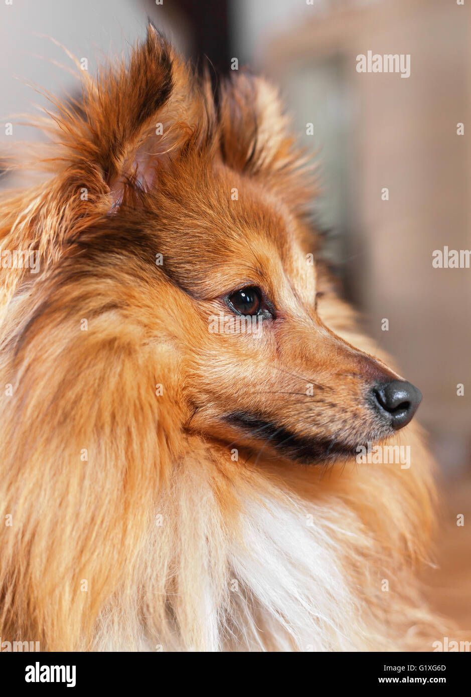 Female sheepdog hi-res stock photography and images - Alamy