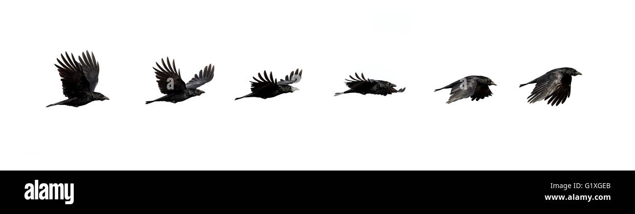 Bird flying sequence Cut Out Stock Images & Pictures - Alamy