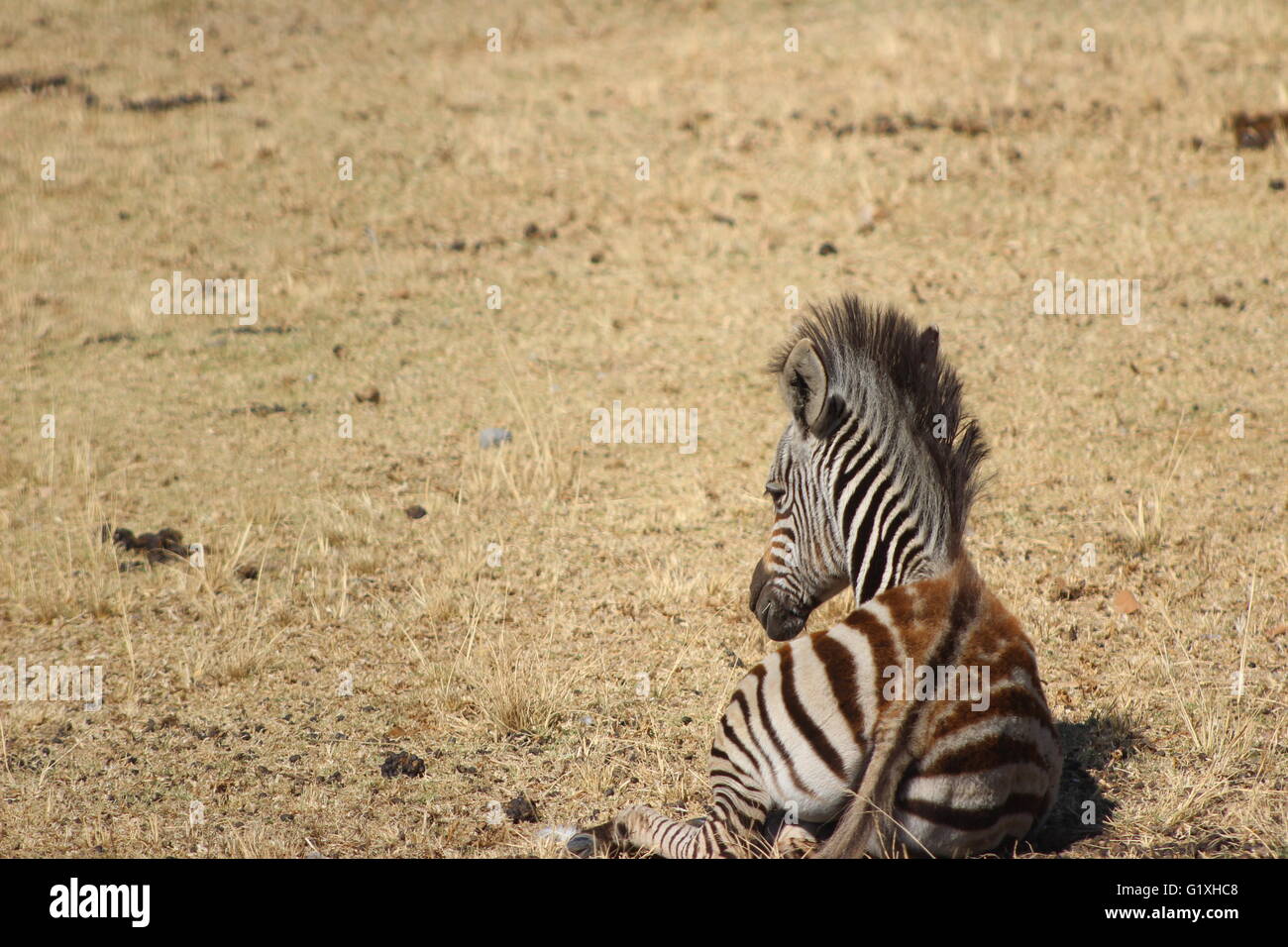 baby zebra bottom Stock Photo - Alamy