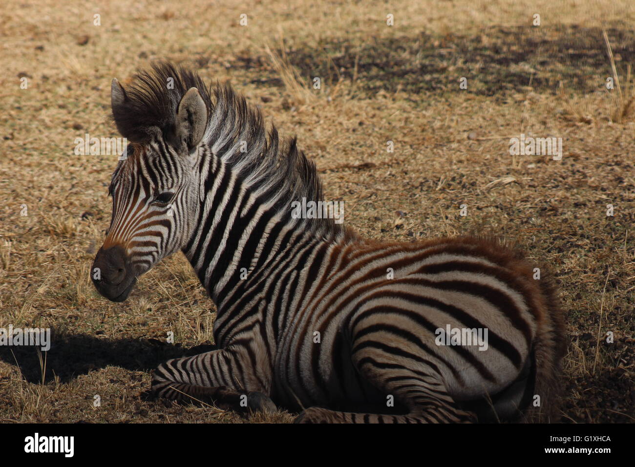 Zebra sitting hi-res stock photography and images - Alamy