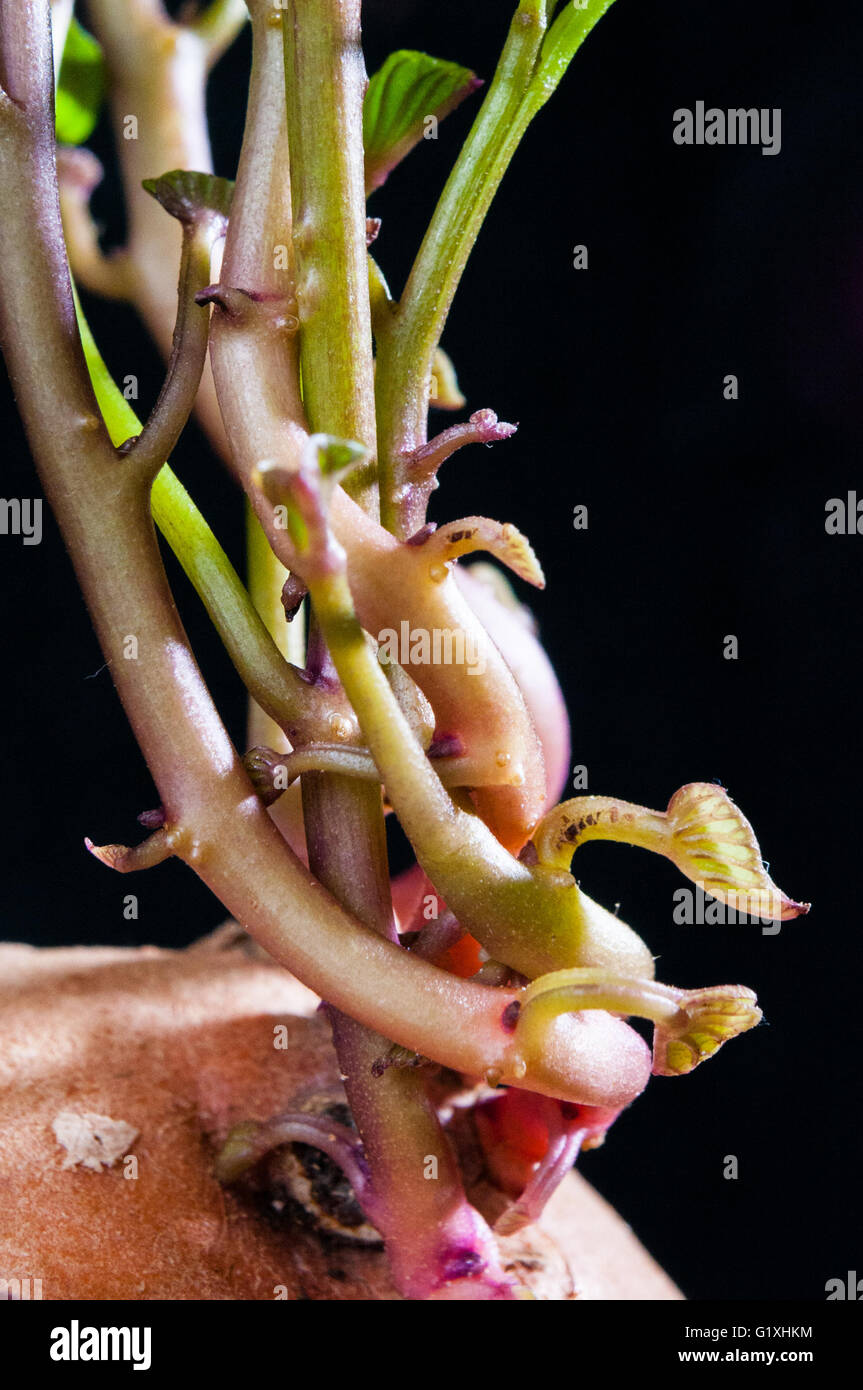Potato sprouting from an eye hi-res stock photography and images - Alamy