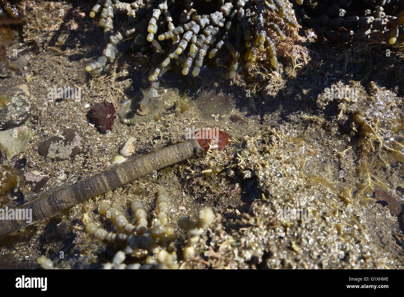 Fan worm hi-res stock photography and images - Alamy