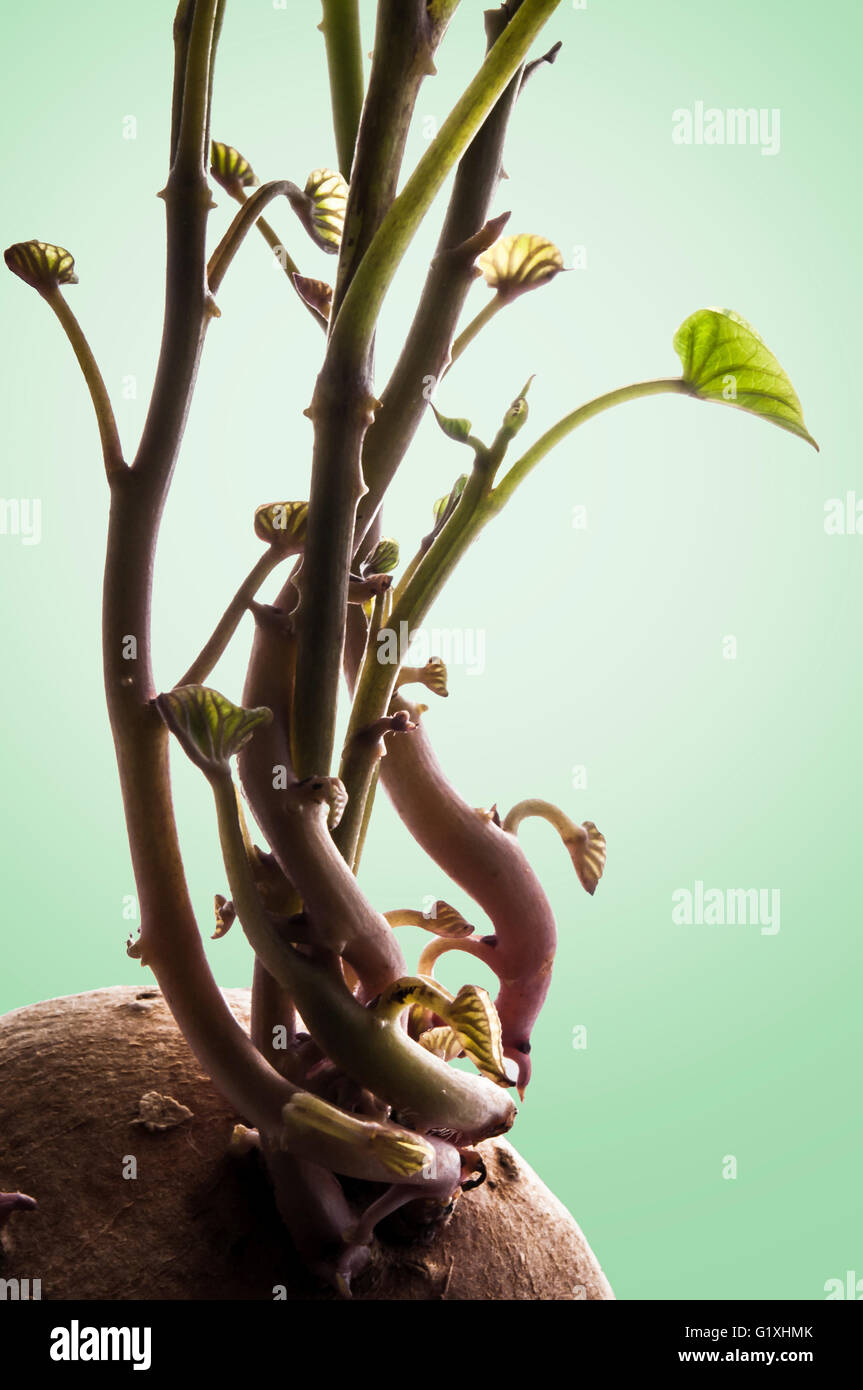 Potato sprouting from an eye hi-res stock photography and images - Alamy