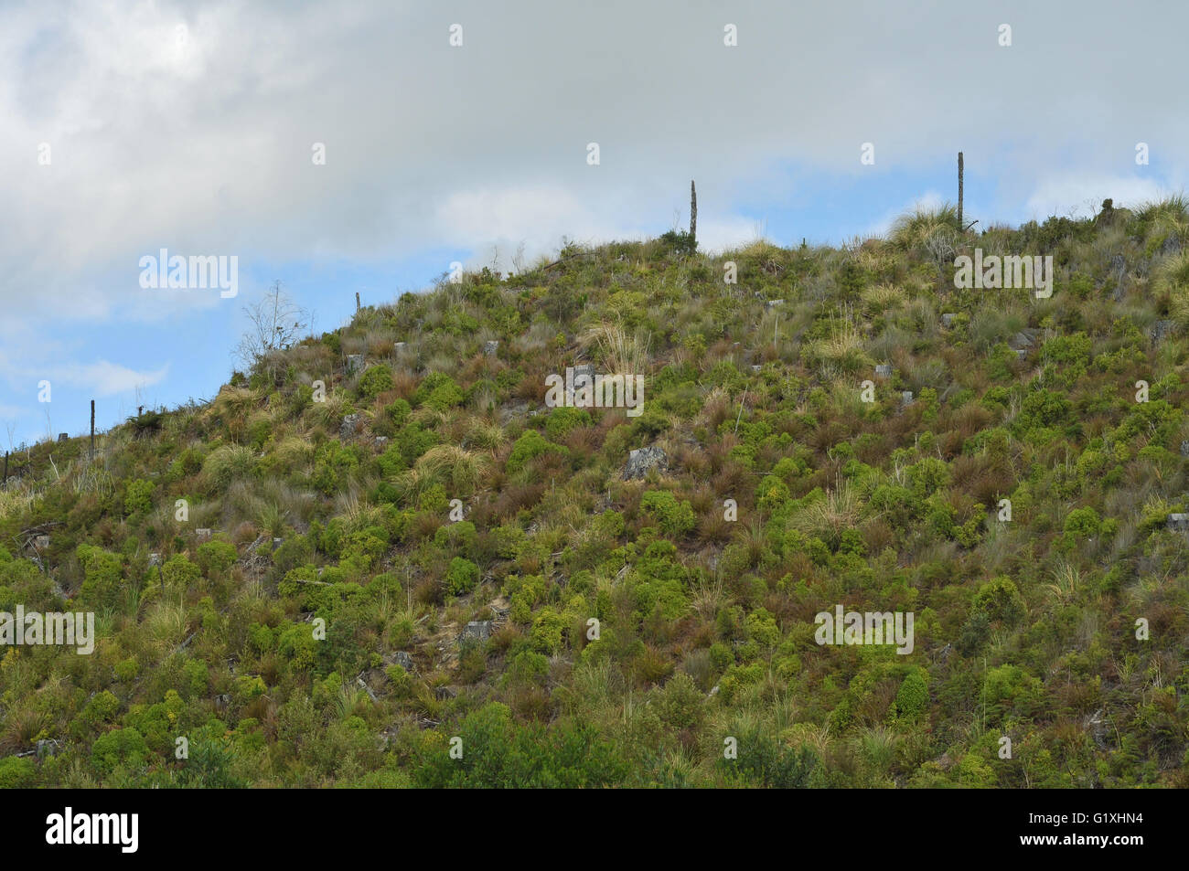 Cut the bush hi-res stock photography and images - Alamy