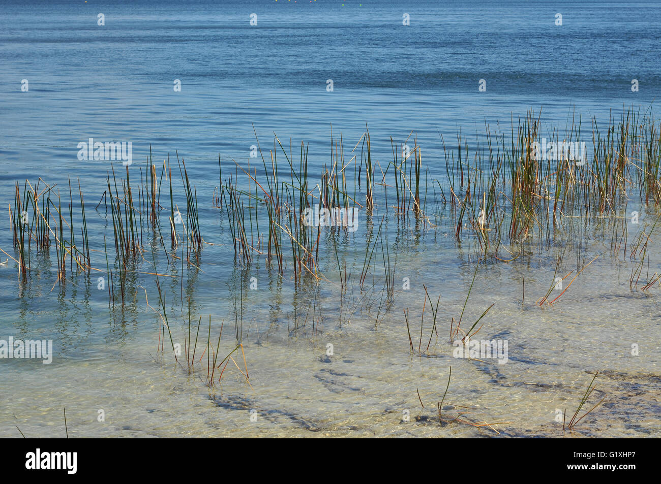 Freshwater shallow hi-res stock photography and images - Alamy