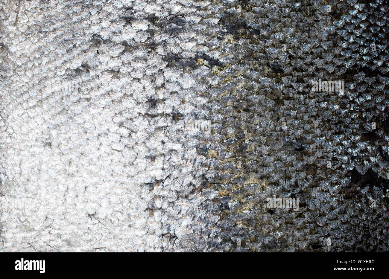 Skin texture close up hi-res stock photography and images - Alamy