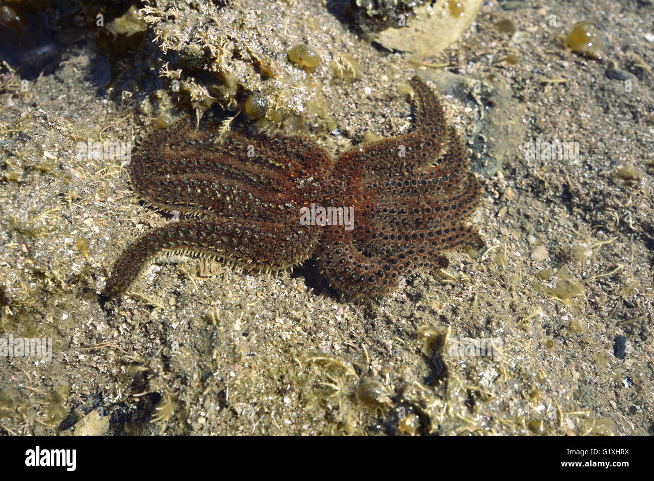 Sea star in rock pool Stock Photo - Alamy