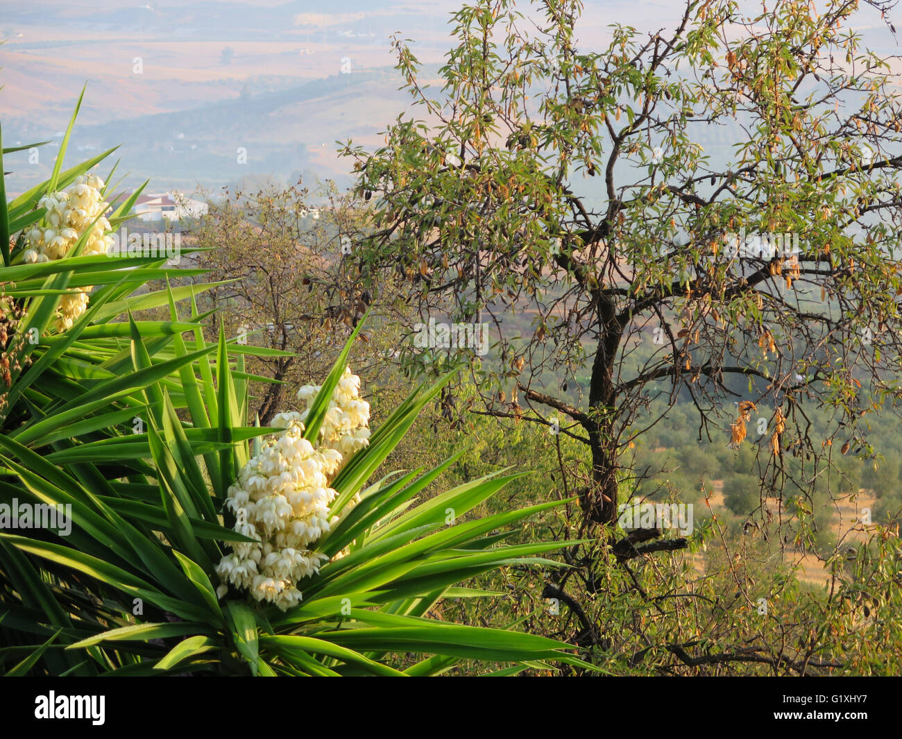 Beautiful, small white cream color clusters of flowers on top of a ...