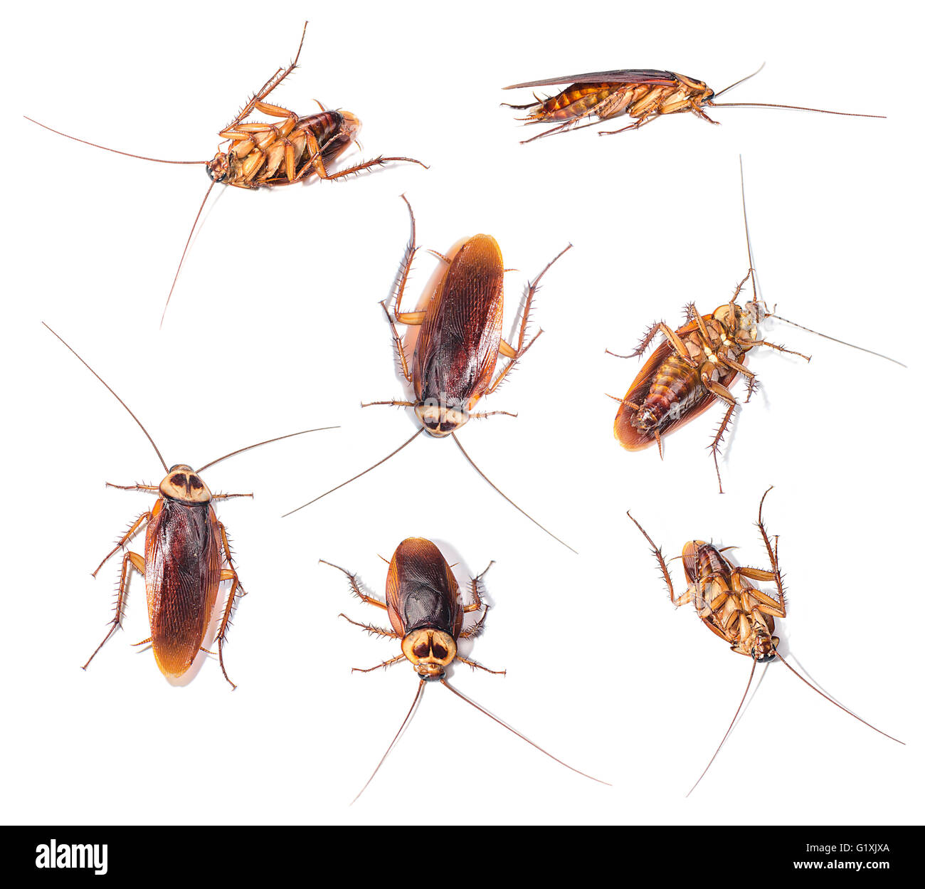 Cockroach on white background Stock Photo - Alamy