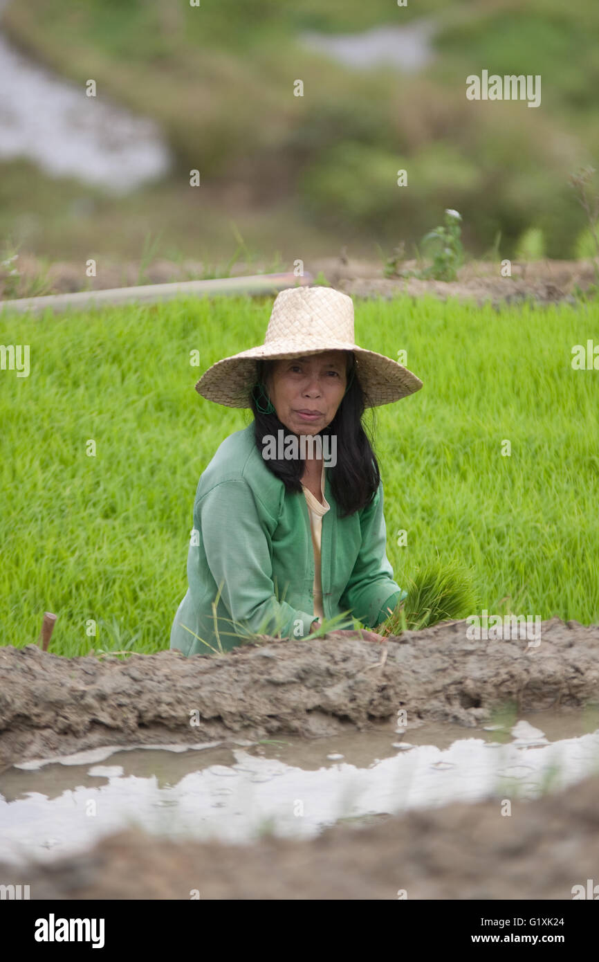 Filipino woman working on rice terrace,Cebu,Philippines Stock Photo - Alamy