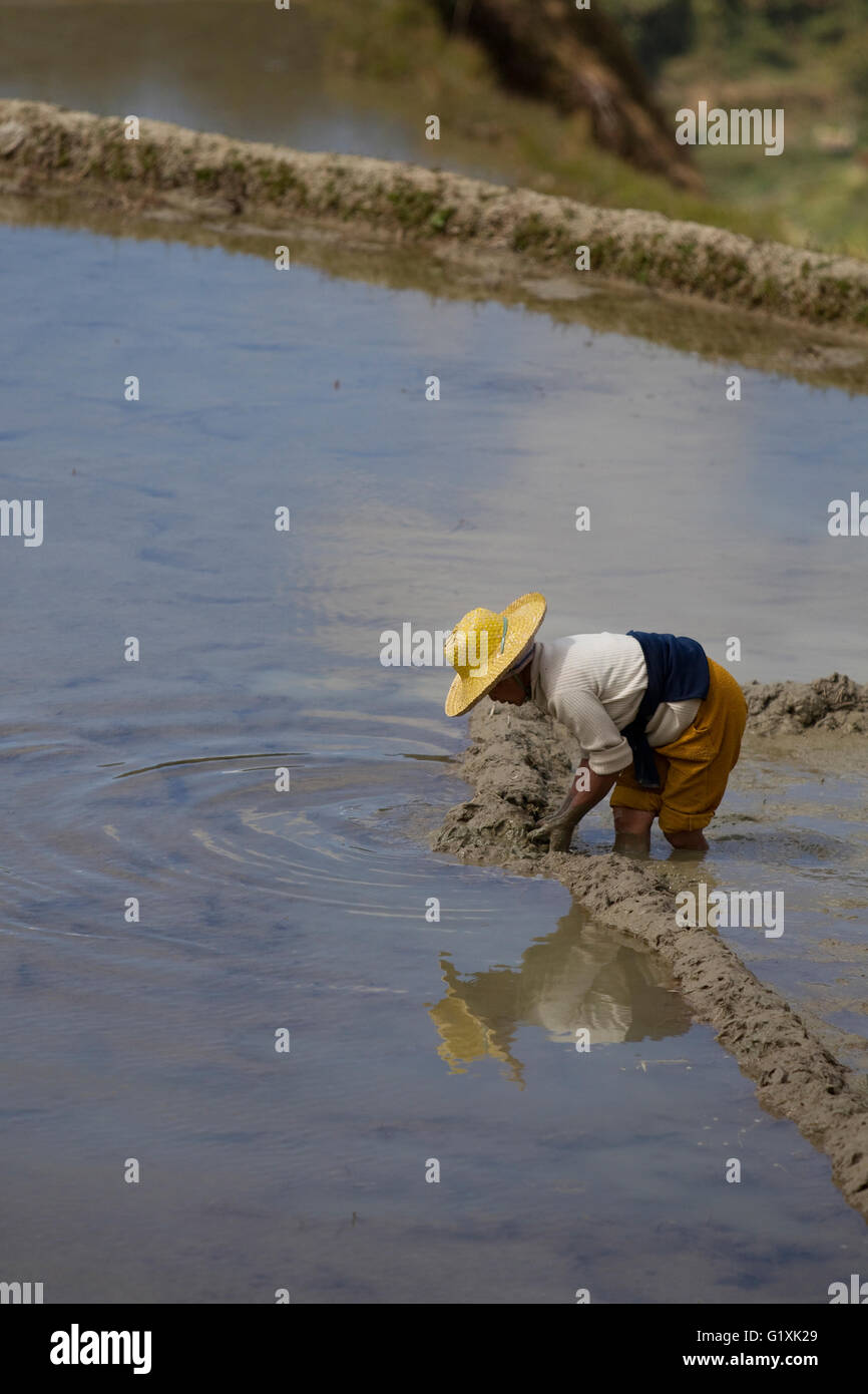 Filipino woman working on rice terrace,Banaue,Philippines Stock Photo ...