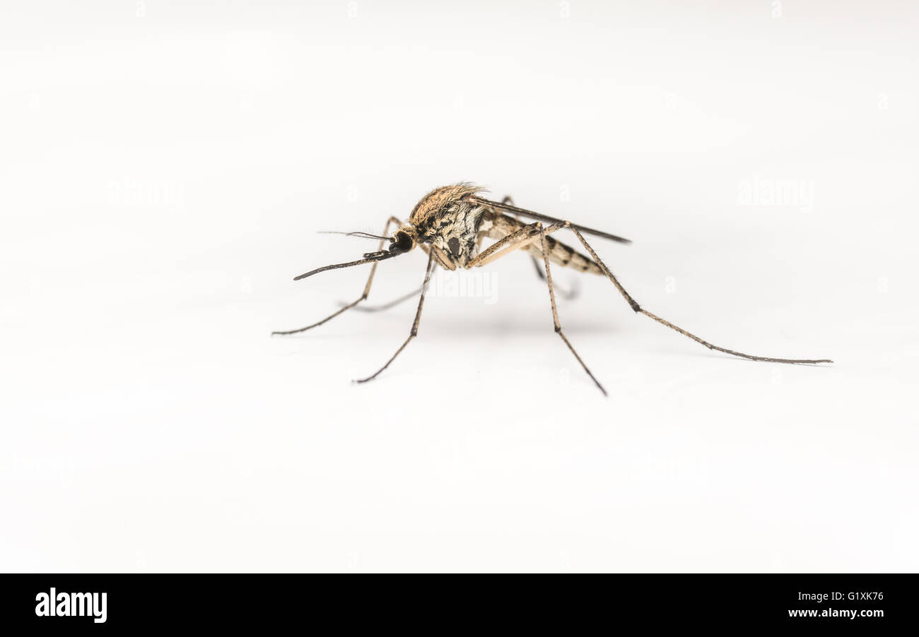 A close-up or macro of a Mosquito on a white background Stock Photo - Alamy