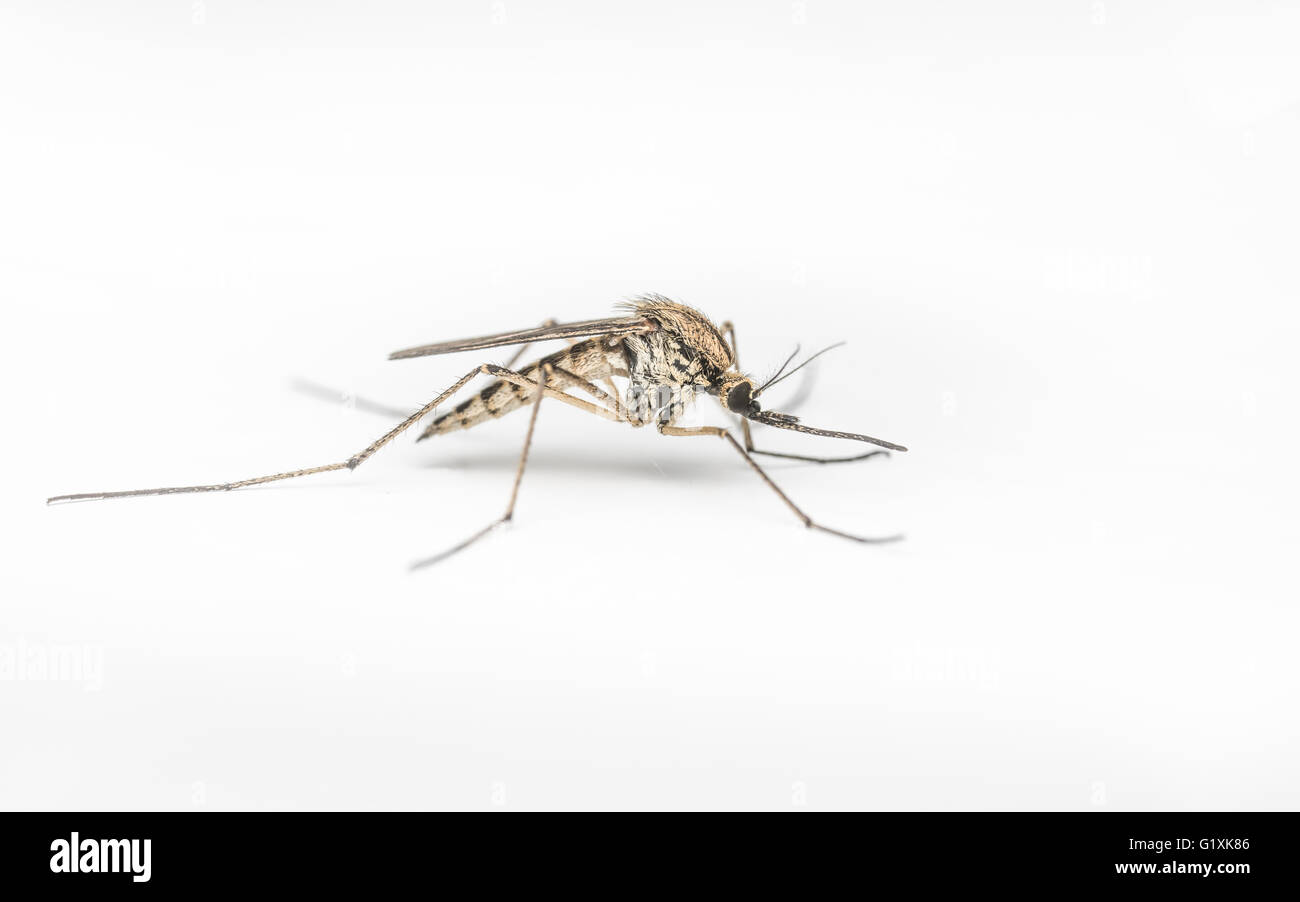 A close-up or macro of a Mosquito on a white background Stock Photo - Alamy