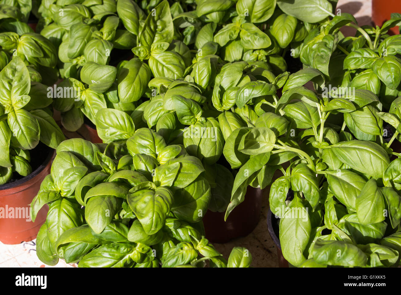 Leaves of many basil plans, still in the pots to plant them at home ...