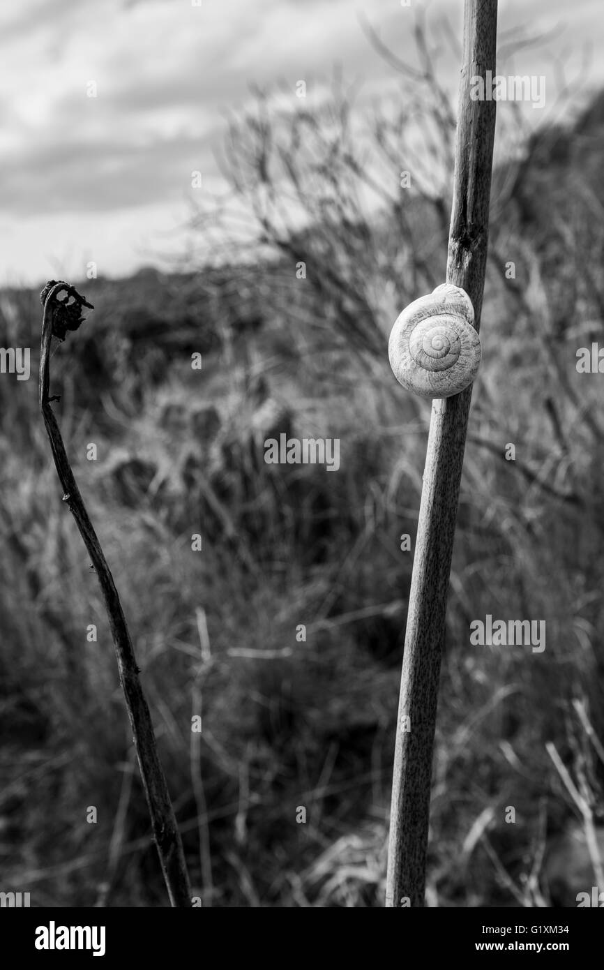 Spirals of a snail shell hi-res stock photography and images - Alamy