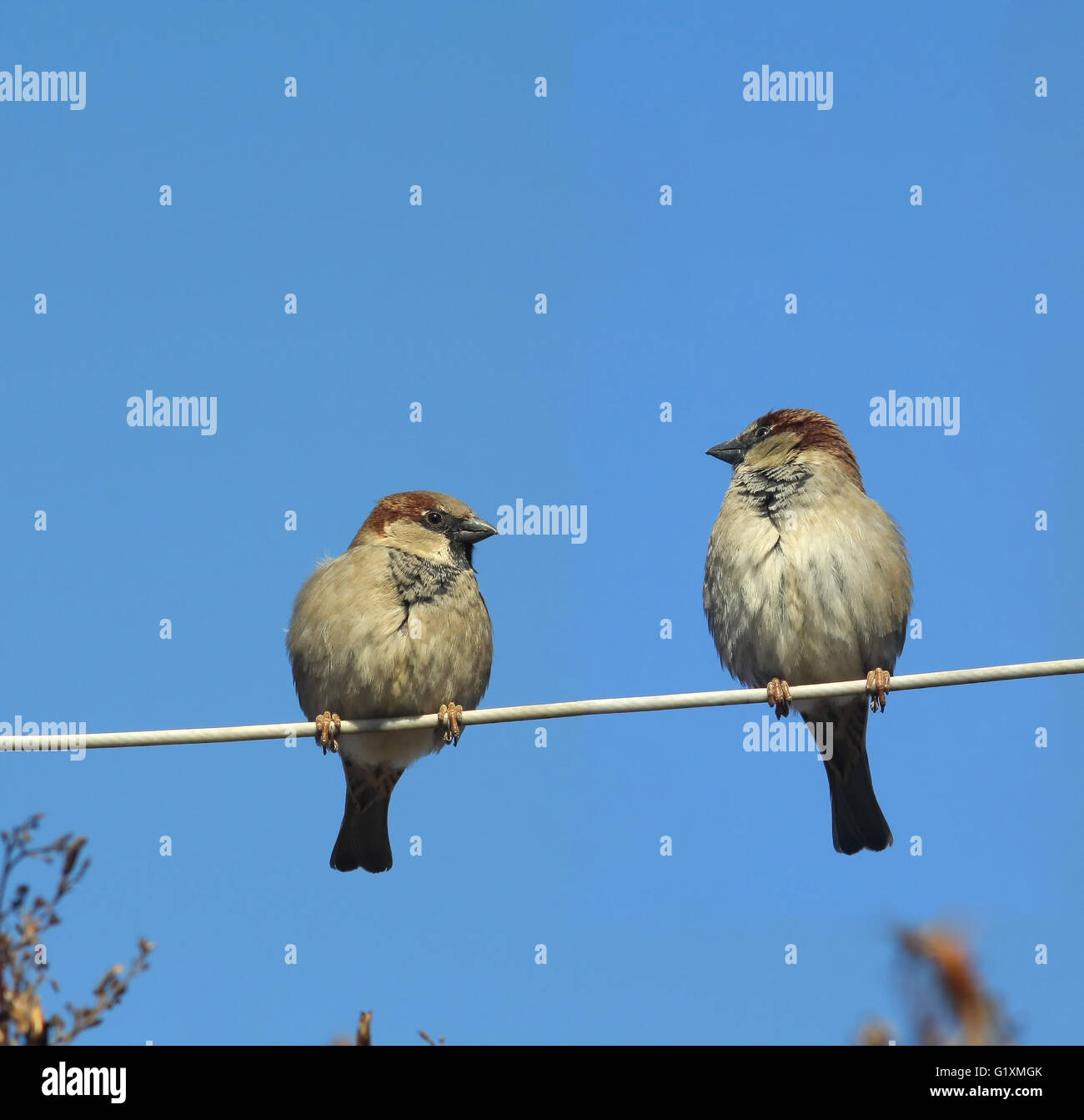 Two sparrows on a wire against blue sky Stock Photo - Alamy