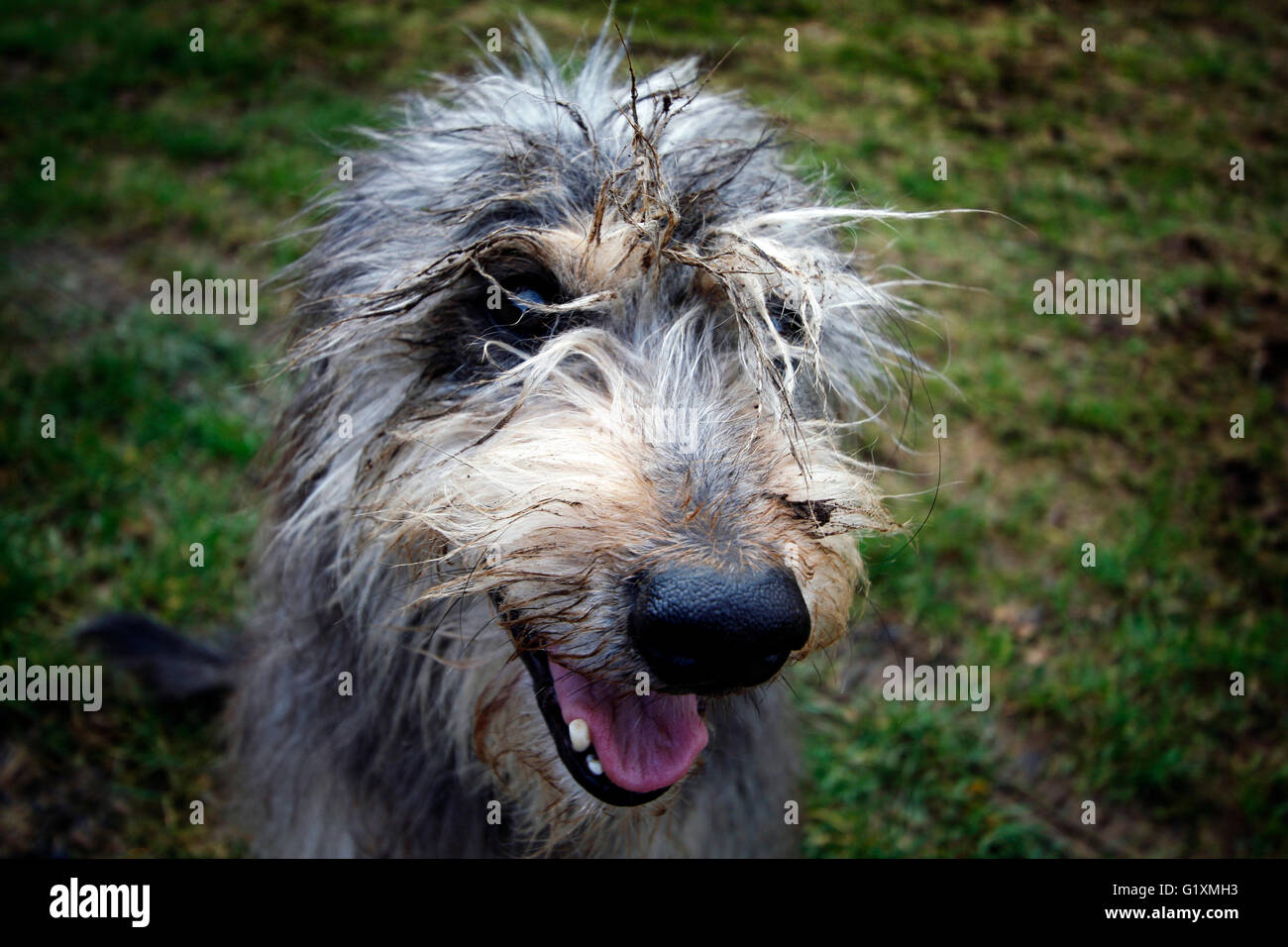 Happy scruffy dog hi-res stock photography and images - Alamy