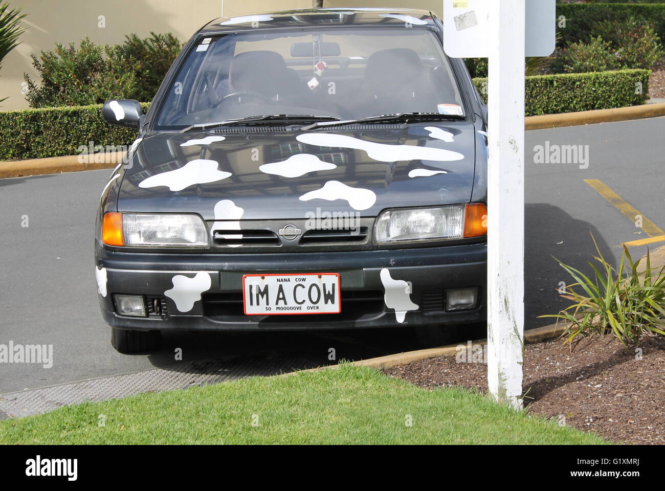Car with cow plates Stock Photo - Alamy