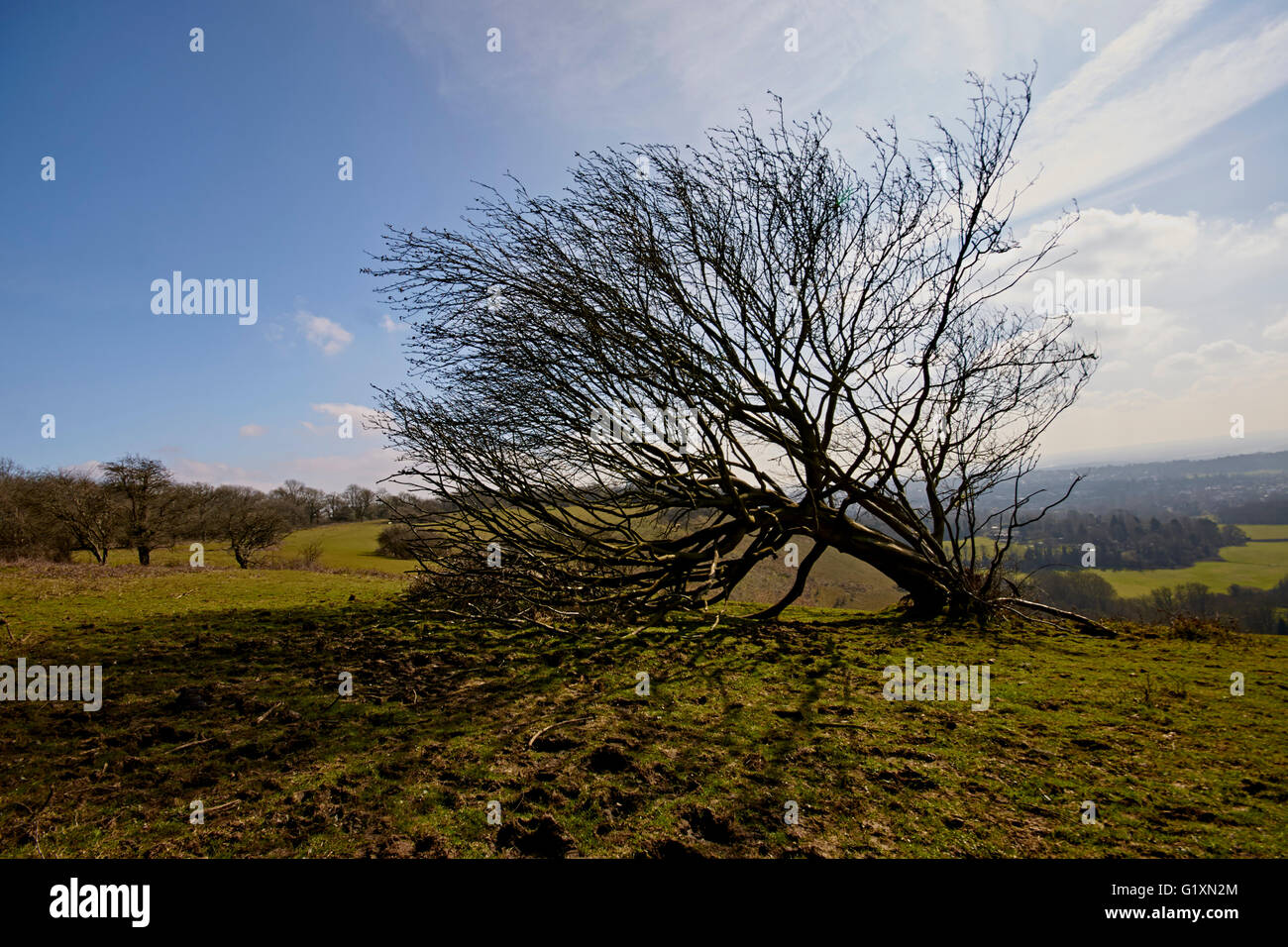 Fallen tree on hill top lying on its side, bare branches casting shadow ...
