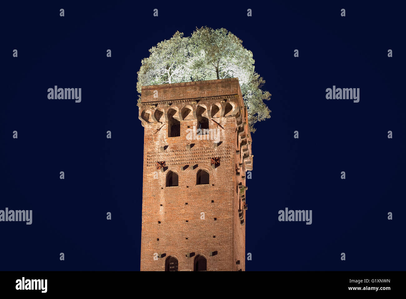 Medieval Guinigi Tower in Lucca, Tuscany, Italy which has seven oak ...