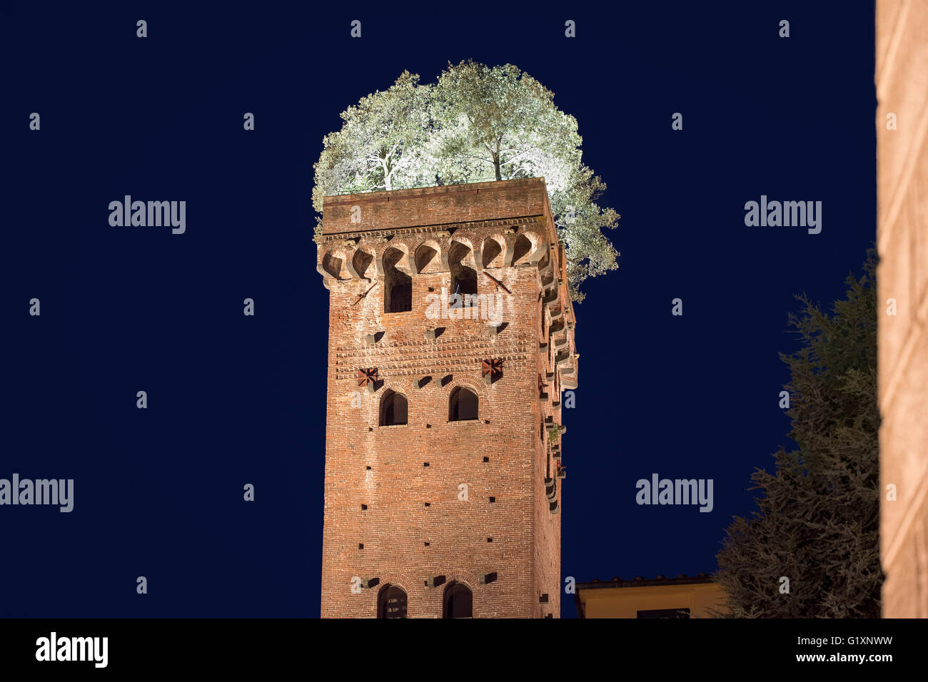 Medieval Guinigi Tower in Lucca, Tuscany, Italy which has seven oak ...