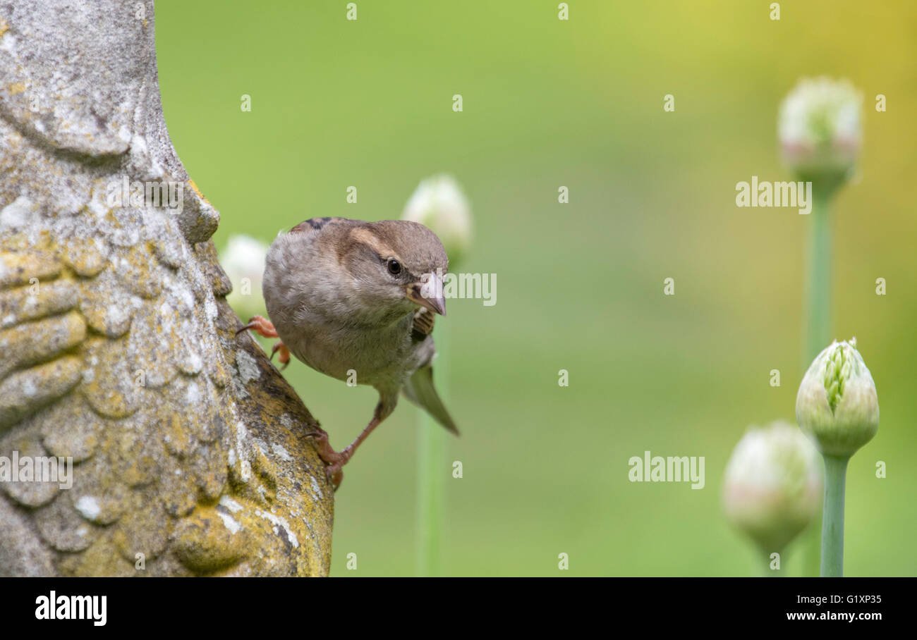 Adult female House sparrow, (Passer domesticus) England, UK Stock Photo ...