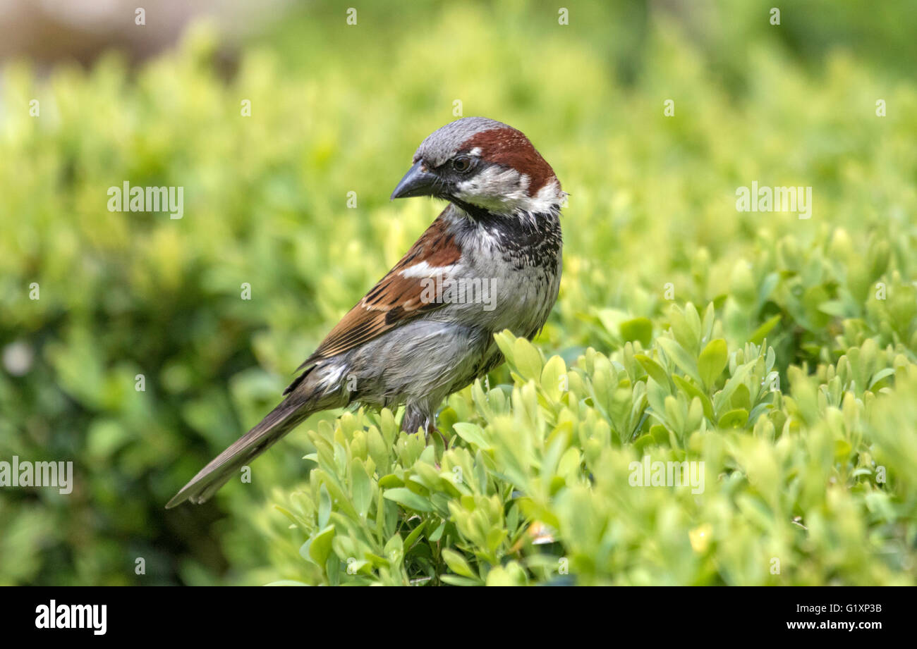 Adult male house sparrow hi-res stock photography and images - Alamy