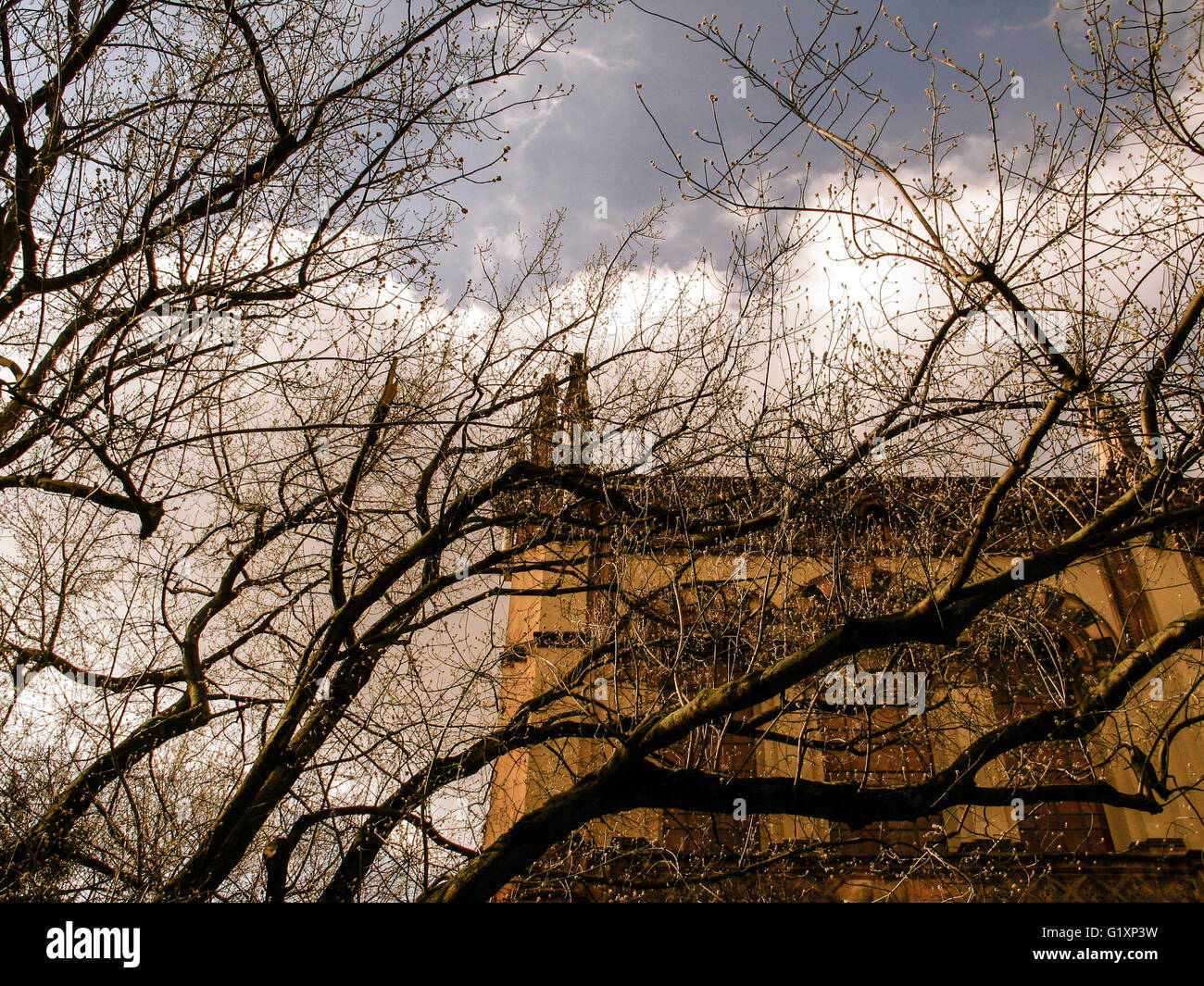 Branches of a tree Stock Photo - Alamy