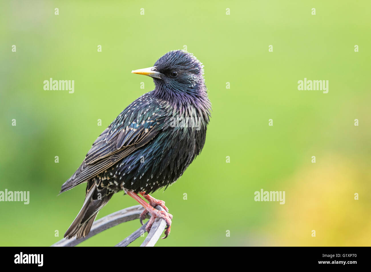 European Starling (Sturnidae), England, UK Stock Photo - Alamy