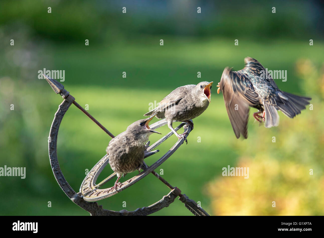 European Starling (Sturnidae) feeding a juvenile with meal worms in a ...