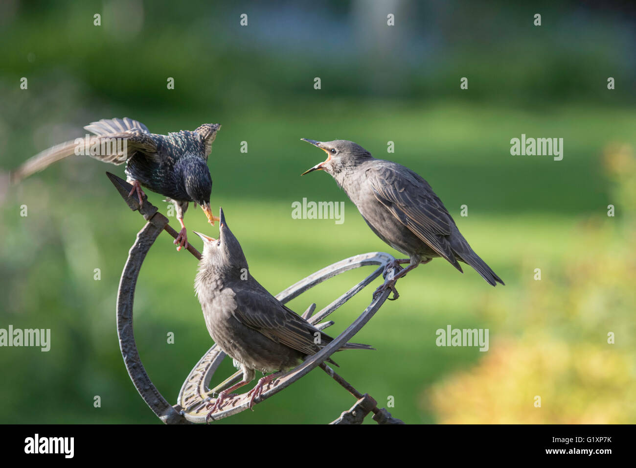 European Starling (Sturnidae) feeding a juvenile with meal worms in a ...