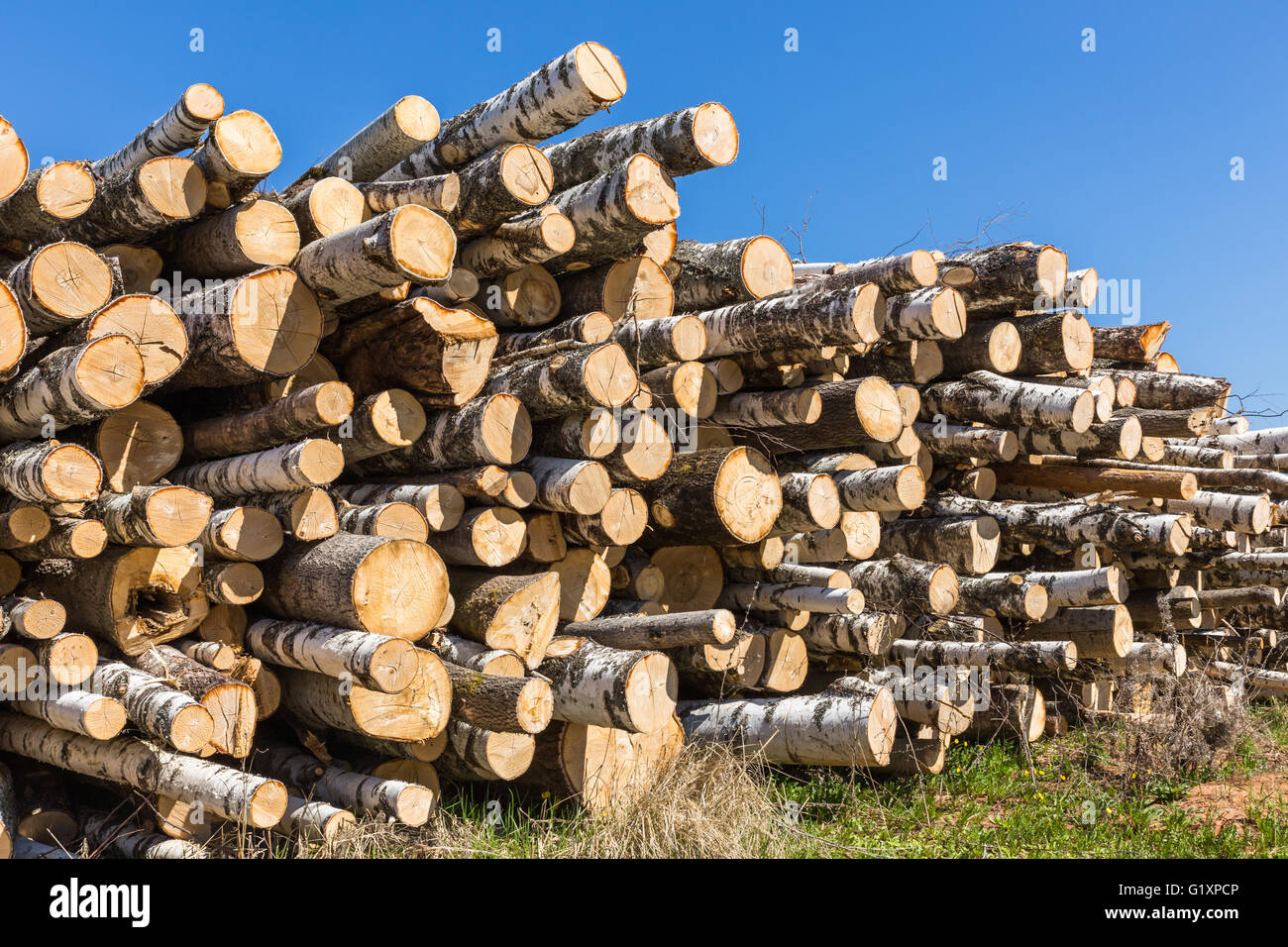 Birch tree cut down hi-res stock photography and images - Alamy