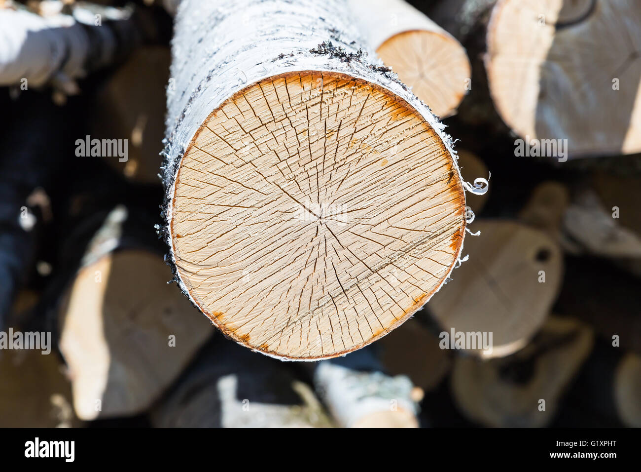 Birch wood slice hi-res stock photography and images - Alamy