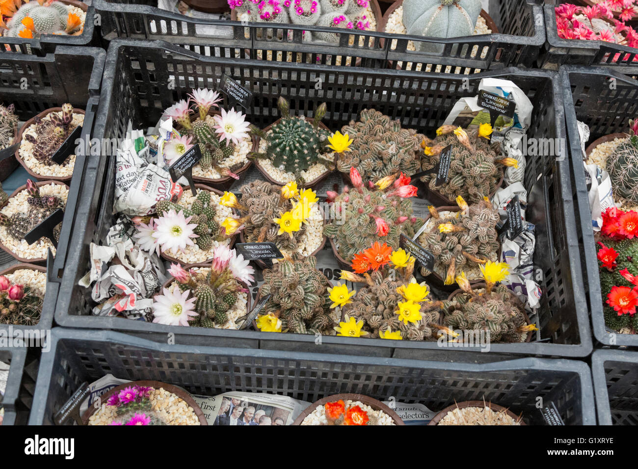 Cacti display uk hi-res stock photography and images - Alamy
