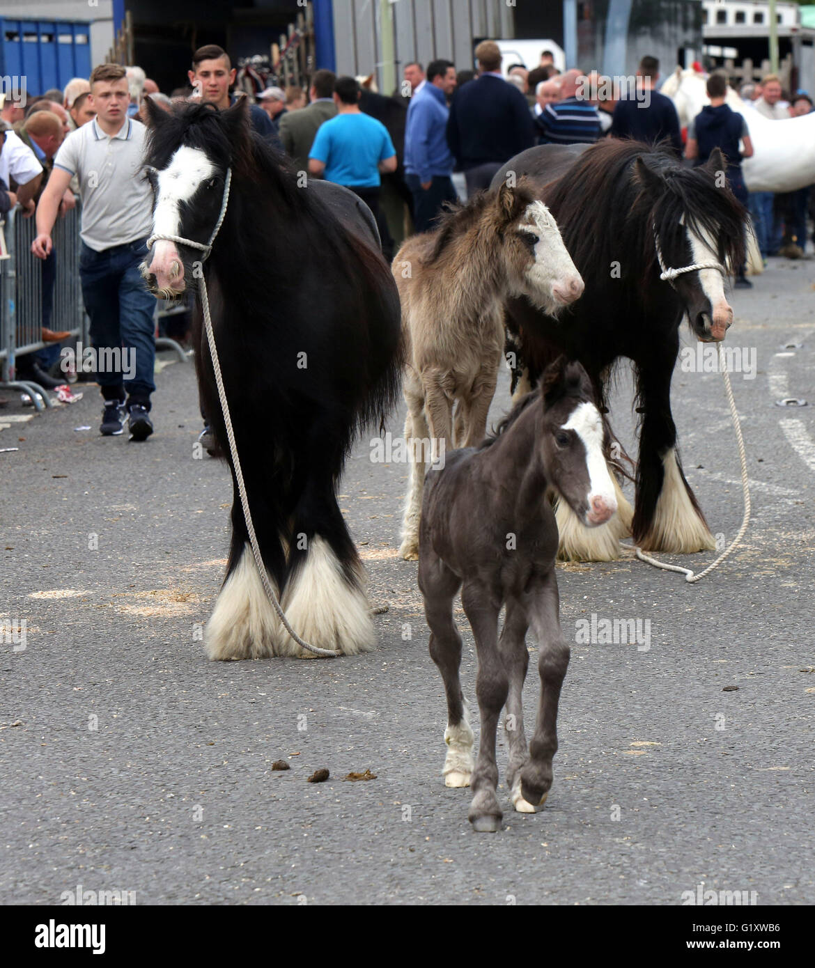 Wickham annual horse fair hi-res stock photography and images - Alamy