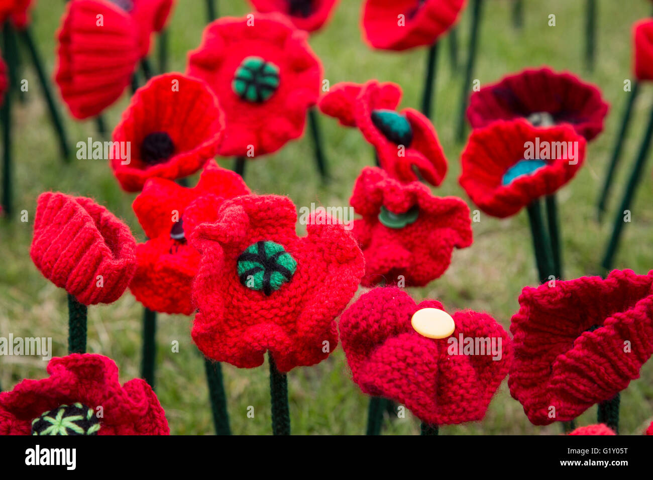 London, UK. 20 May 2016. Volunteers prepare the 5000 Poppies Project at ...