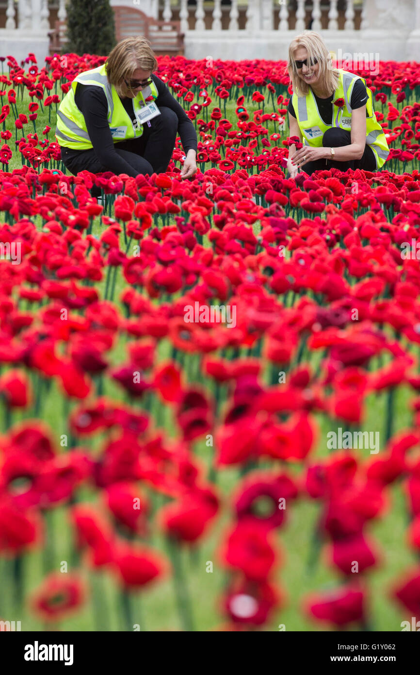 London, UK. 20 May 2016. Volunteers prepare the 5000 Poppies Project at ...
